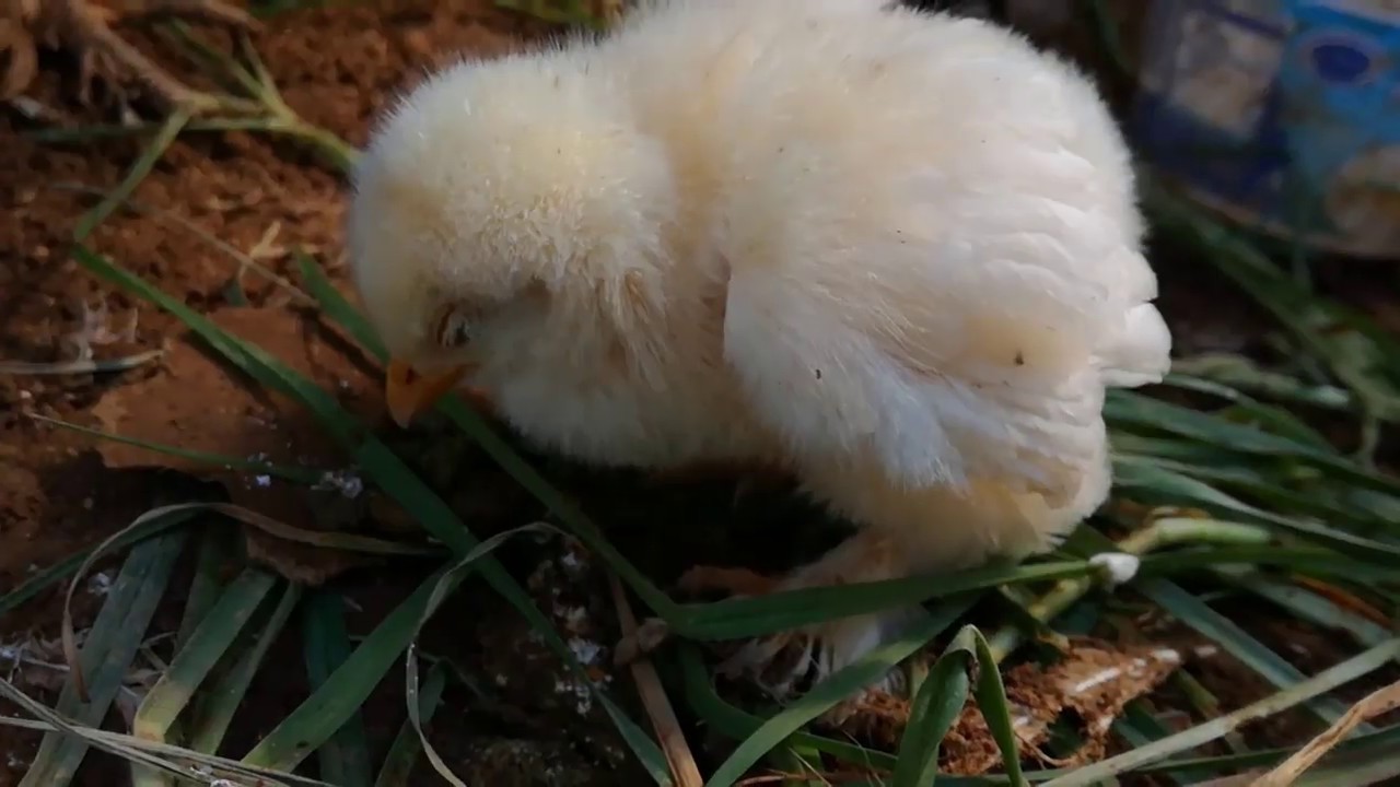 POLLITO MORIBUNDO, MURIÓ UN POLLITO Y SE DEJO VER EL PICHÓN BEBÉ ...