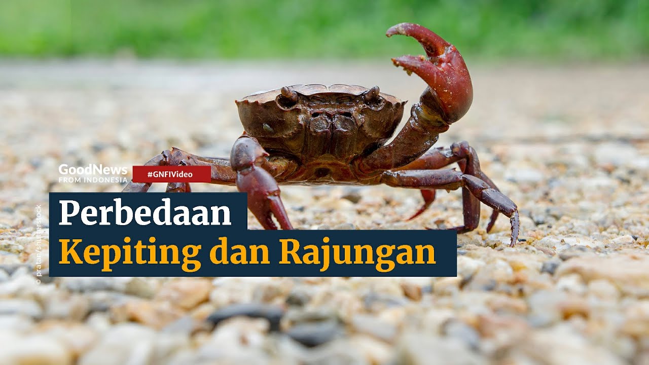 Perbedaan Kepiting dan Rajungan — Video GNFI - YouTube