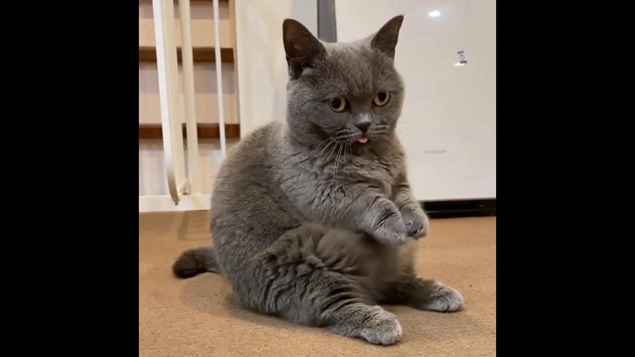 Cats That Will Make You Laugh Cat Compilation Youtube