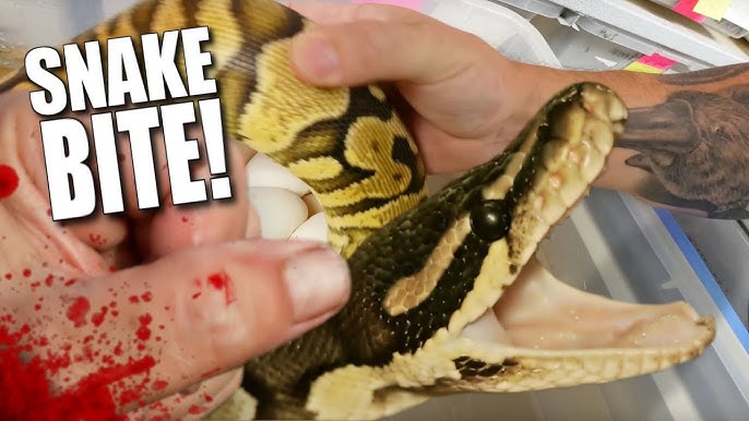 Ball Python Bite Mark