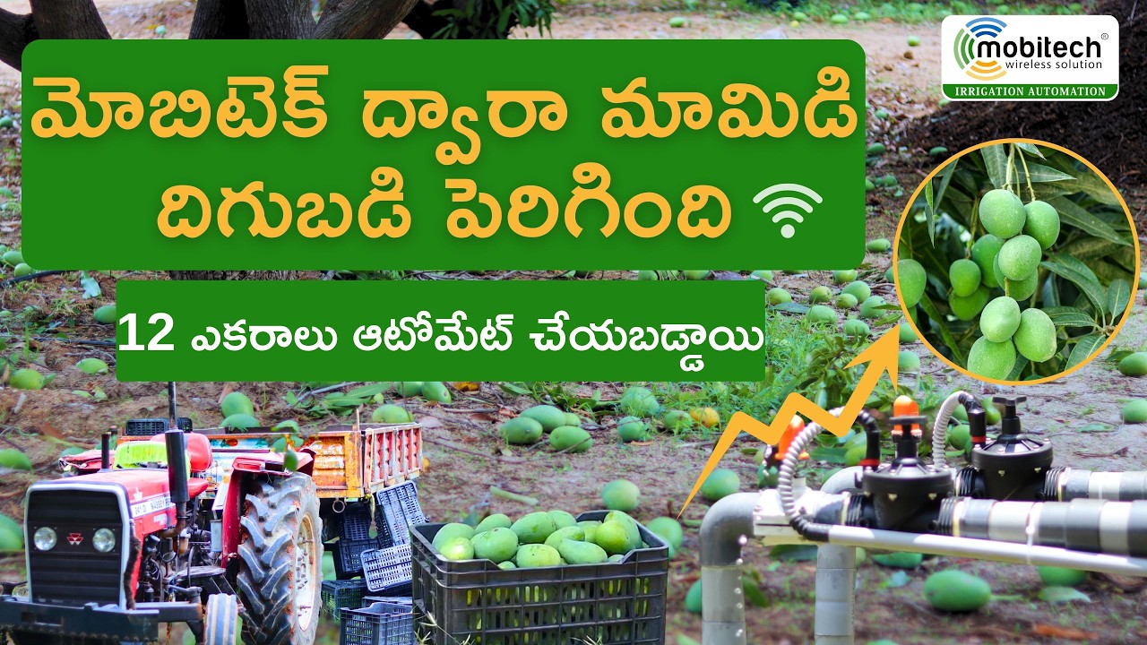 12-Acre Mango Farm with Smart Irrigation System | Farmer Success Story ...