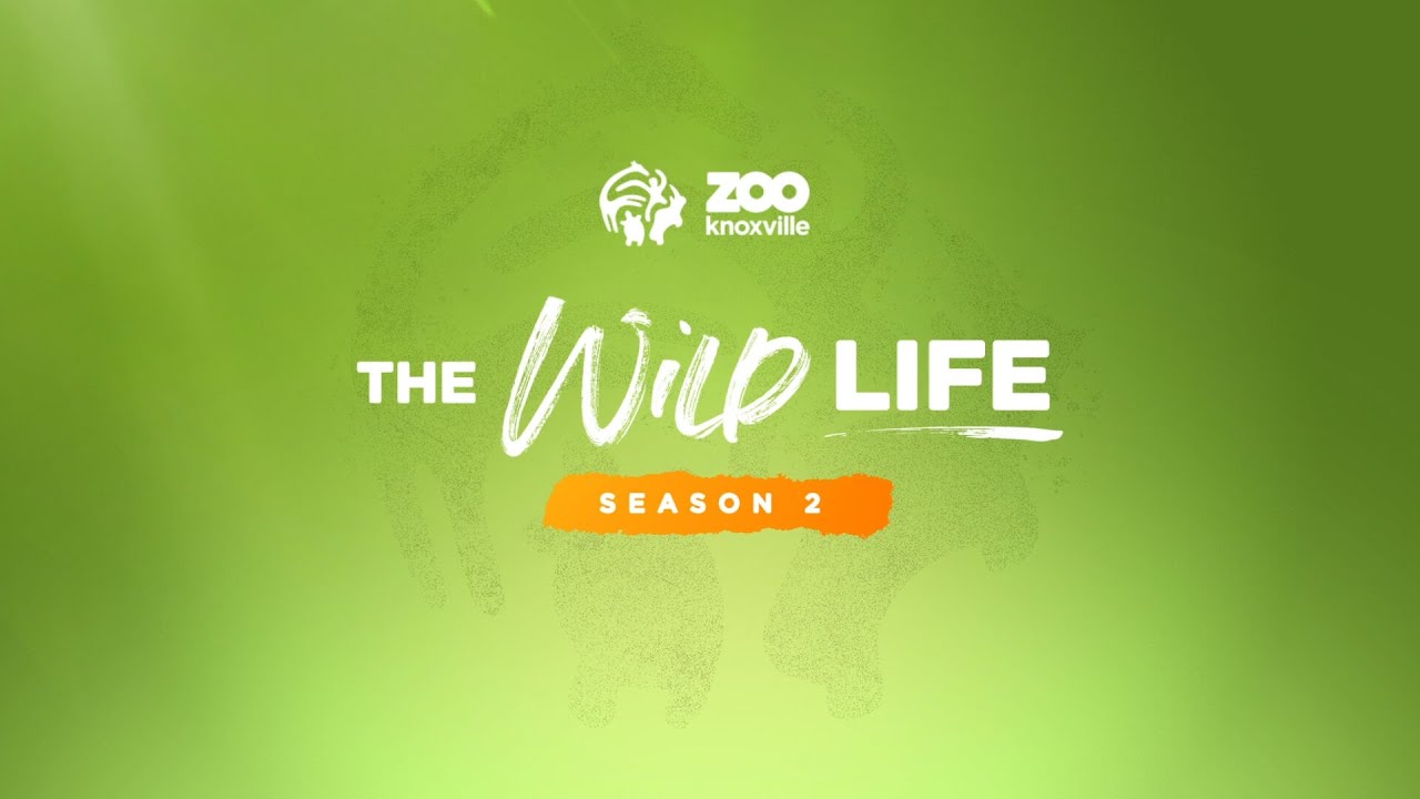 The Wild Life Series | Zoo Knoxville - YouTube