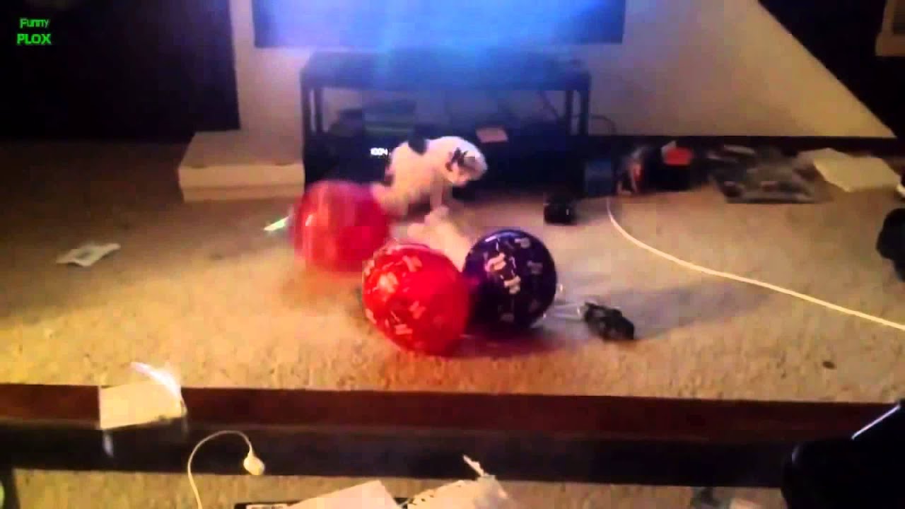 Funny Scared Cat Videos Compilation 2013 - YouTube