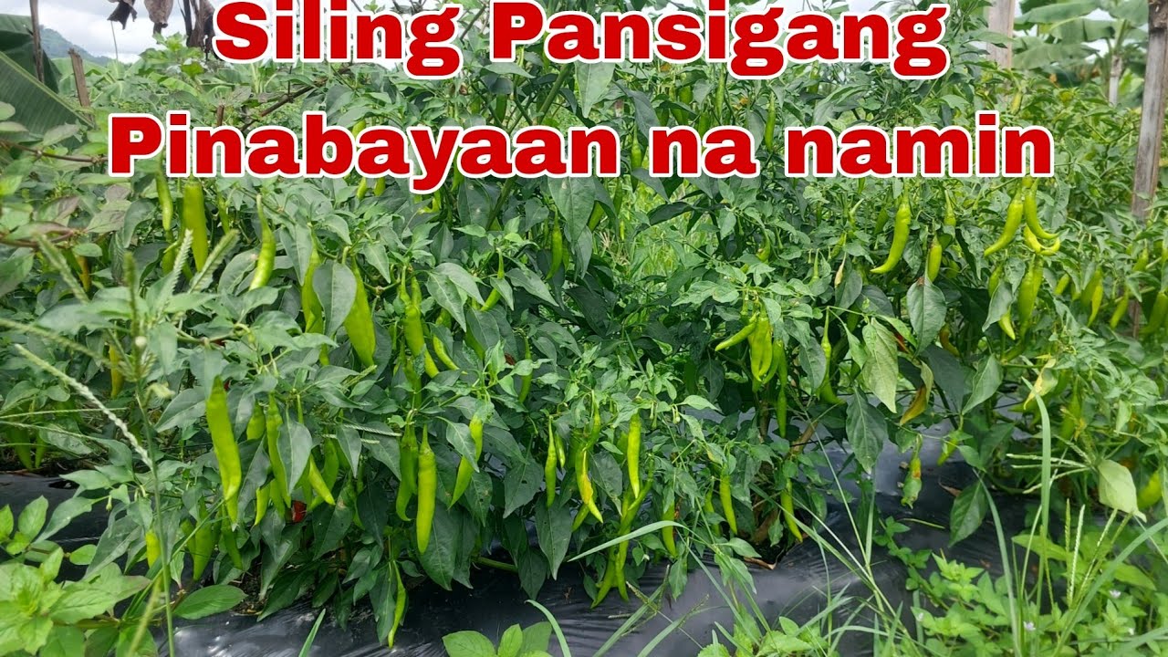 Siling Pansigang Namin, Nakakaawa pero Pinabayaan na namin - YouTube