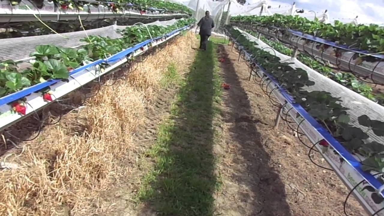 Growing Substrate Strawberries 1 - YouTube