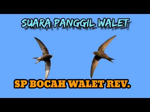 SUARA PANGGIL WALET‼️ SP BOCAH WALET REVISI ⭐LINK DIBAGIKAN || MANTAP GUYYSSS