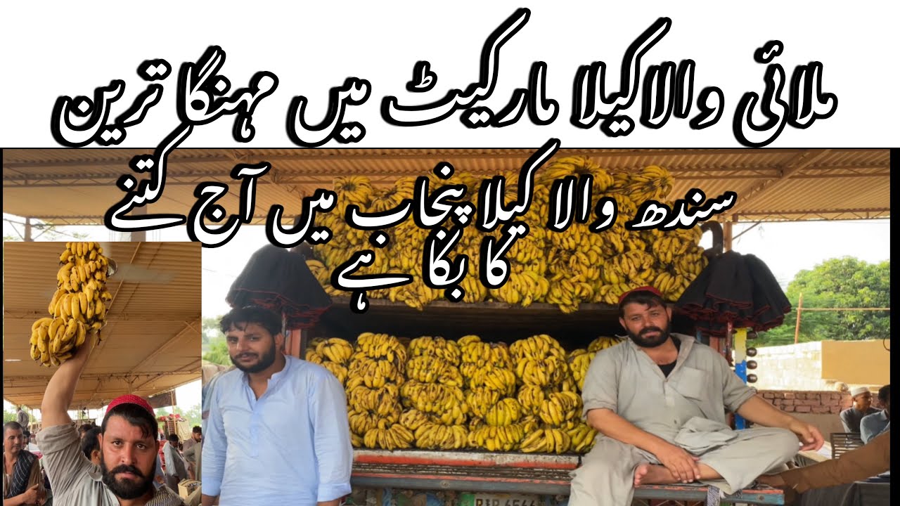 How Sindh banana is sold in Punjab | banana price | Today banana ...
