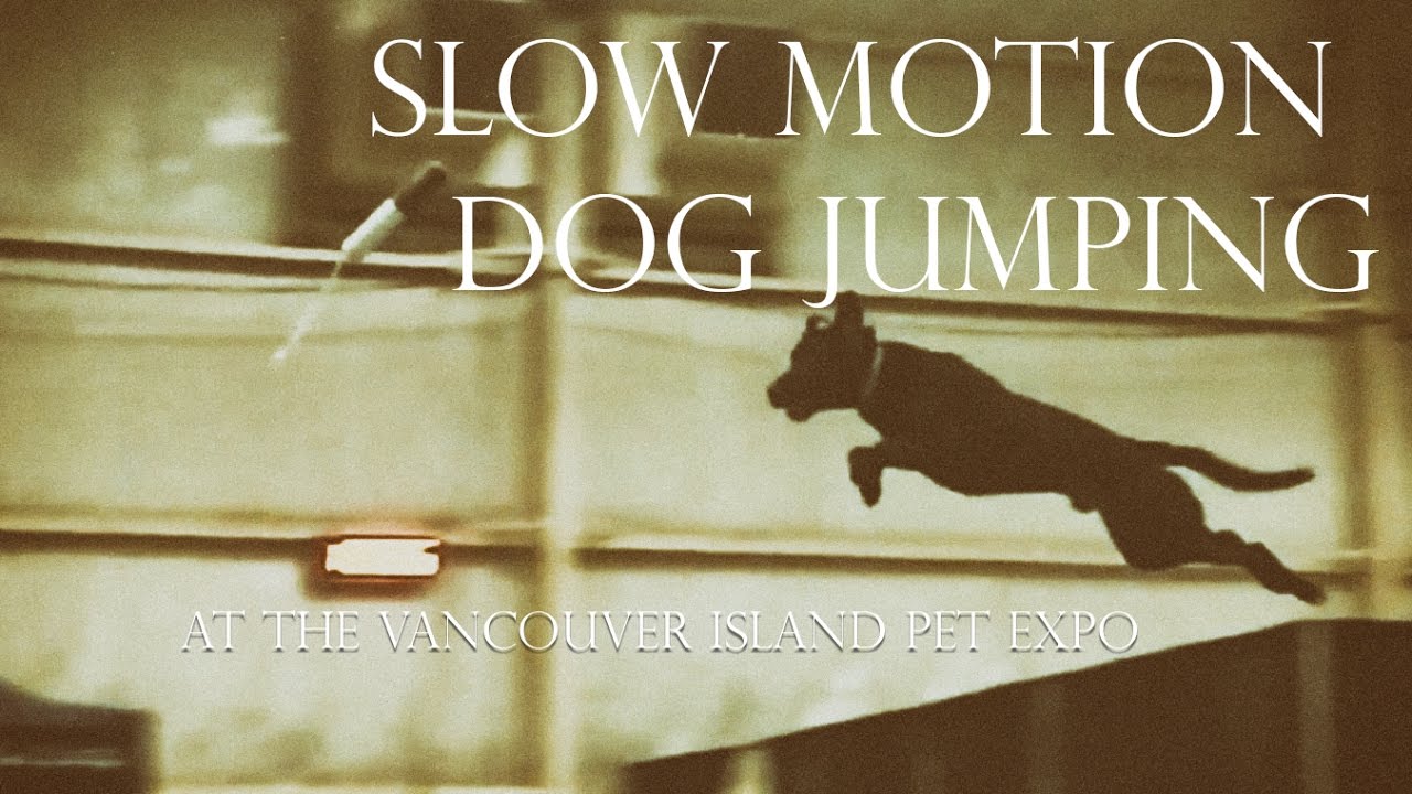 Slow Motion Dogs Jumping - YouTube