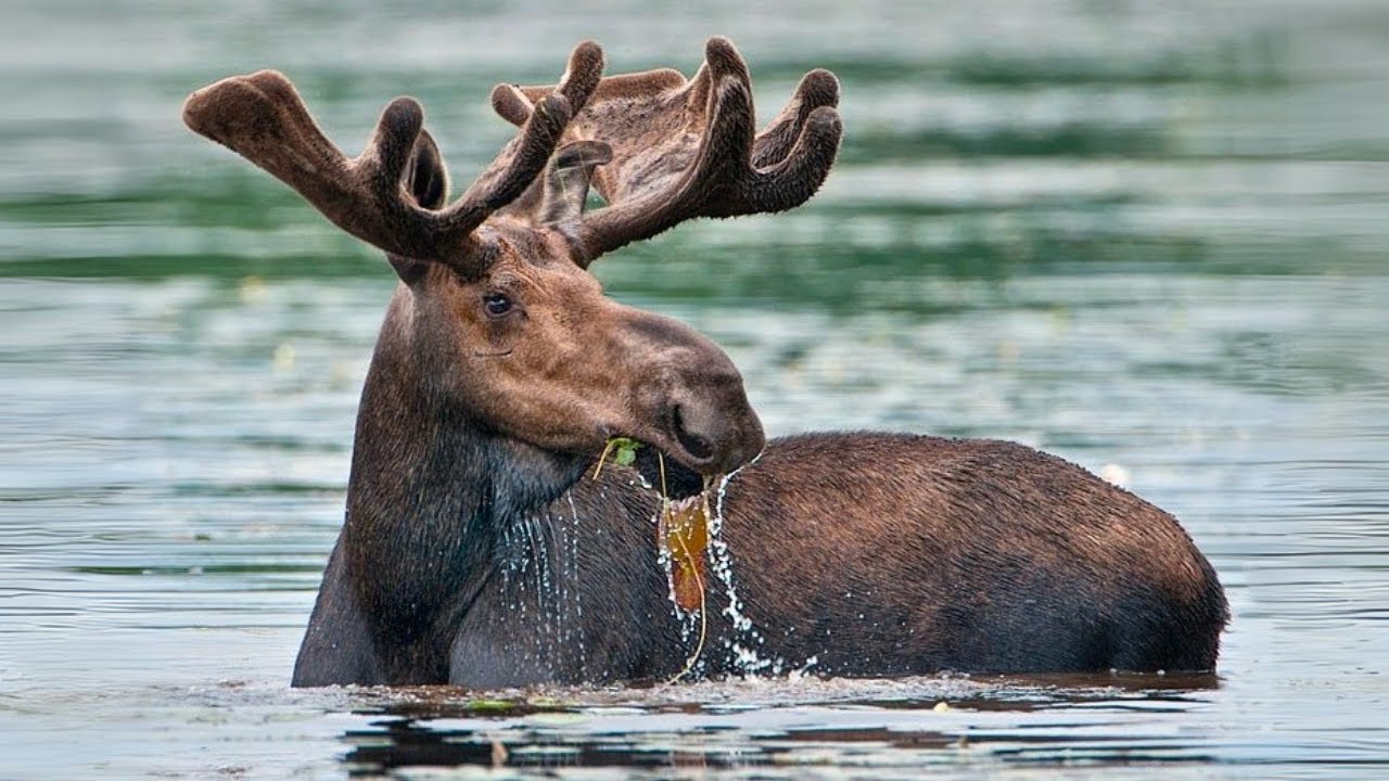 The Great Moose Migration 2025 (Den Stora Älgvandringen) DAY 25 - YouTube