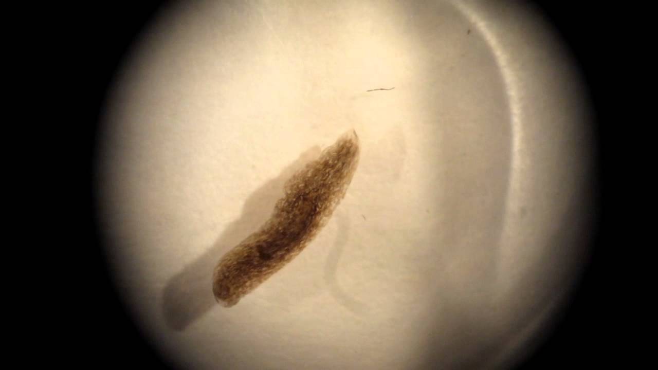 Double-headed Planaria Movement (100 micro molar EDTA) - YouTube