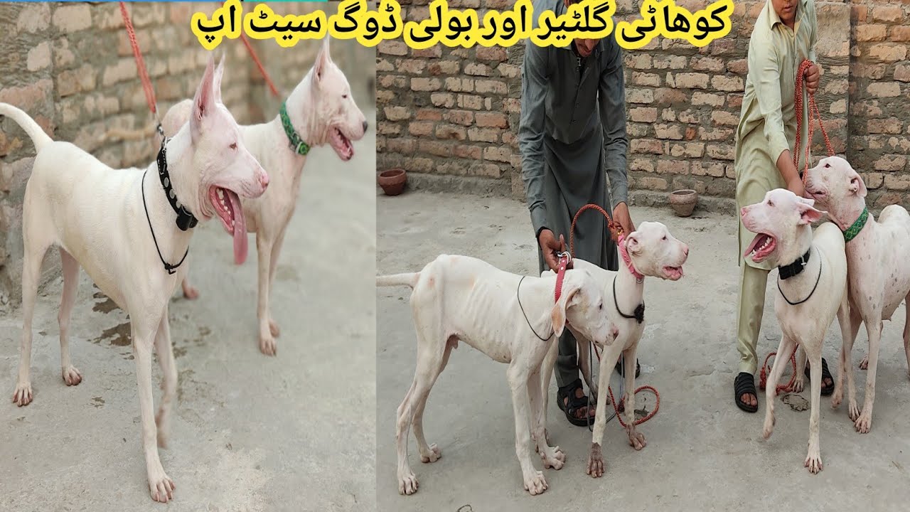 Pure Kohati Gultair kennel Vlog | Dogs Setup in Kohat | @Pk Animals ...