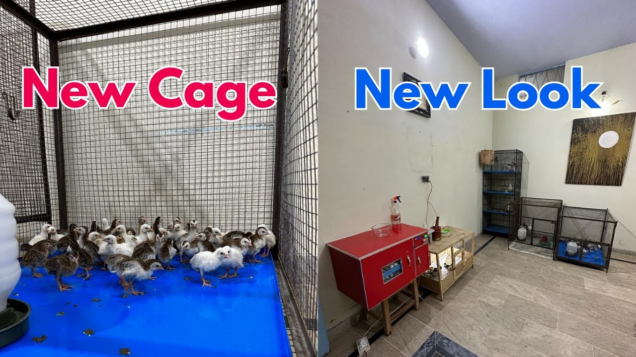 Hum Nay Birds K Setup Ko Diya Naya Look 😍 - YouTube