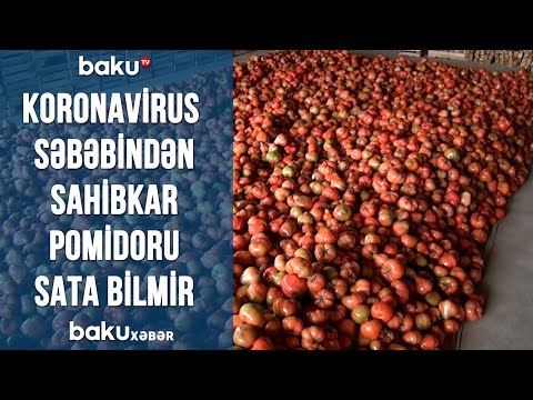 Koronavirus səbəbindən sahibkar pomidoru sata bilmir
