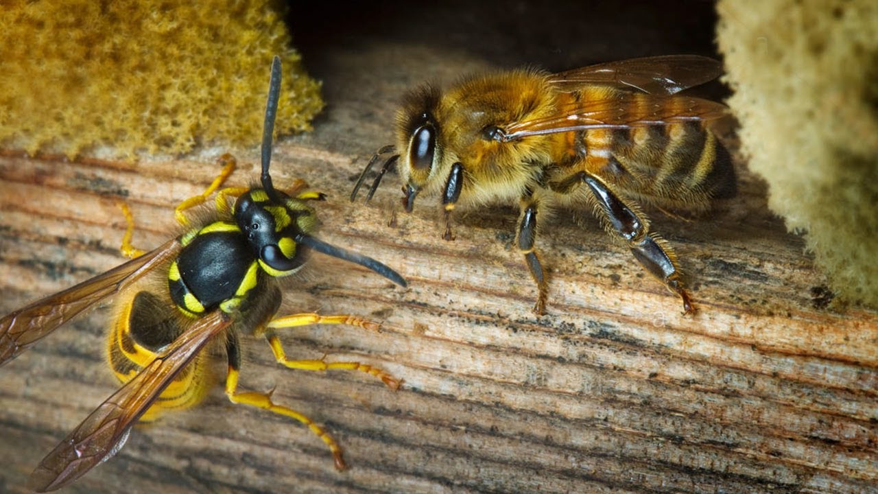Tips For All To Keep Wasps And Bees Away TAGG