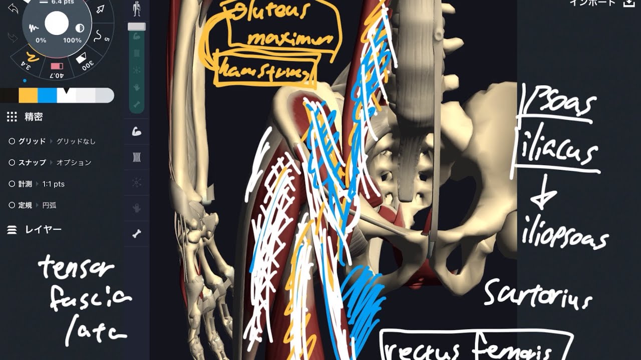 Anatomy of hip flexor muscles - YouTube