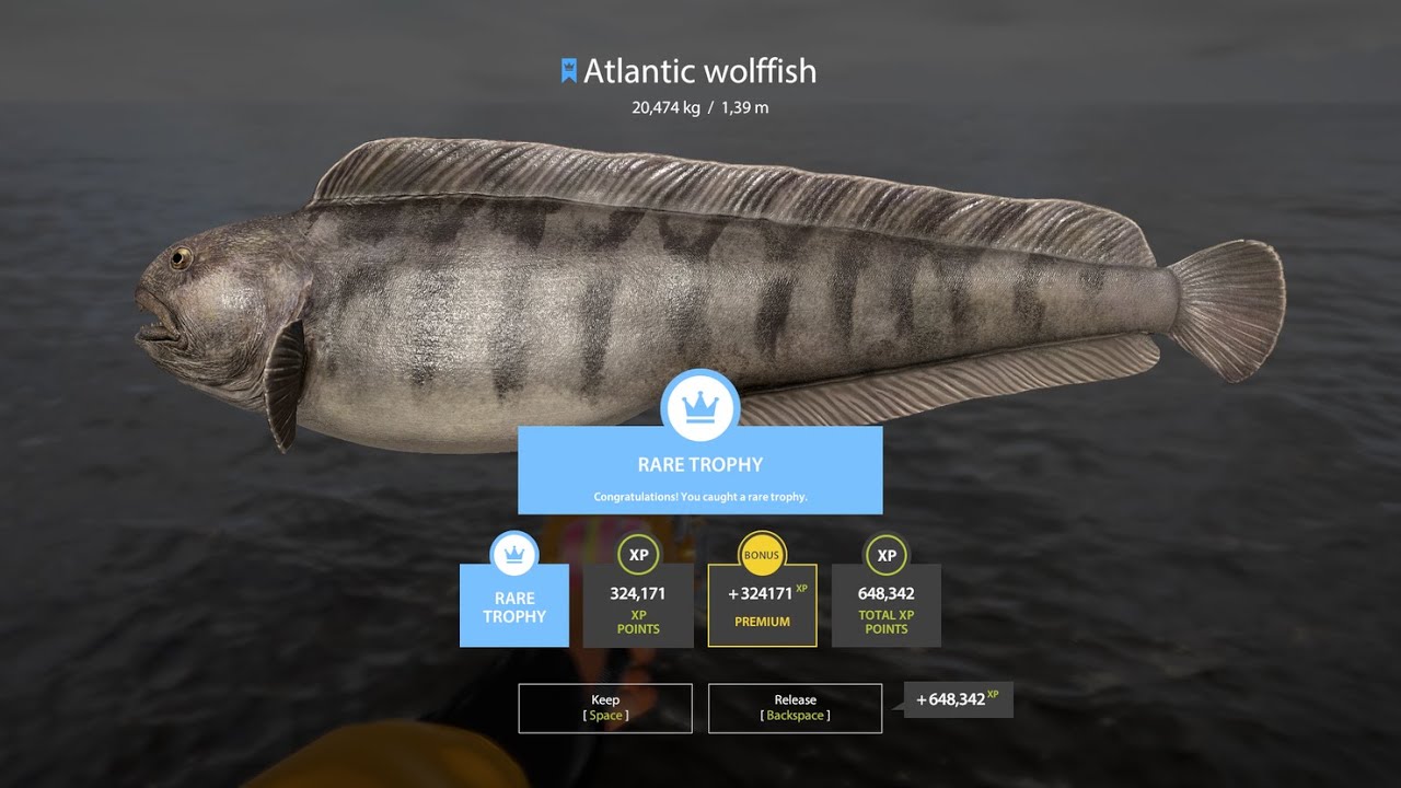 Russian Fishing 4 RF4 Norwegian Sea. Rare Trophy Atlantic Wolffish ...