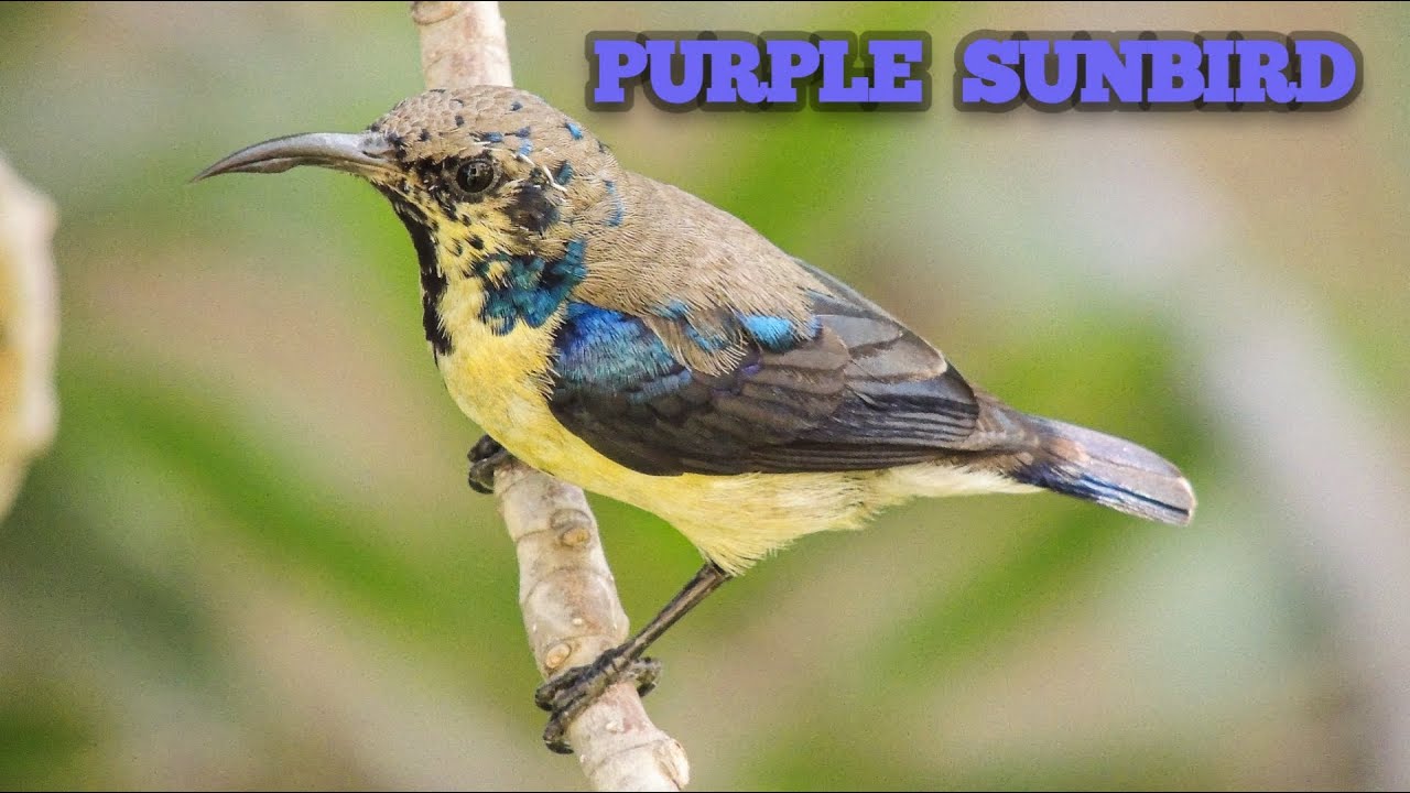 Purple Sunbird | Cinnyris asiaticus | Birds of India - YouTube