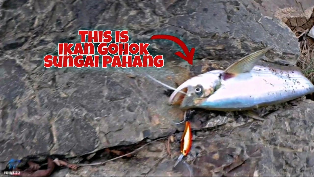 Casting gohok sungai pahang | temerloh - YouTube