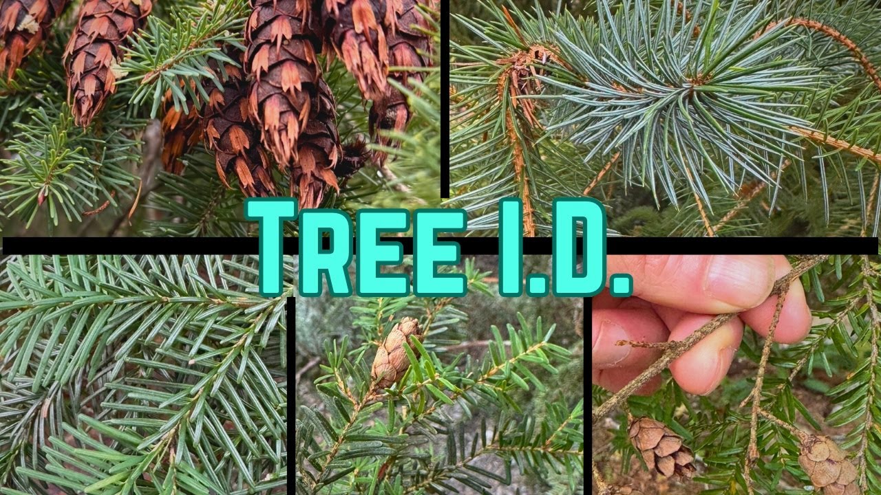 Conifer Tree ID - YouTube
