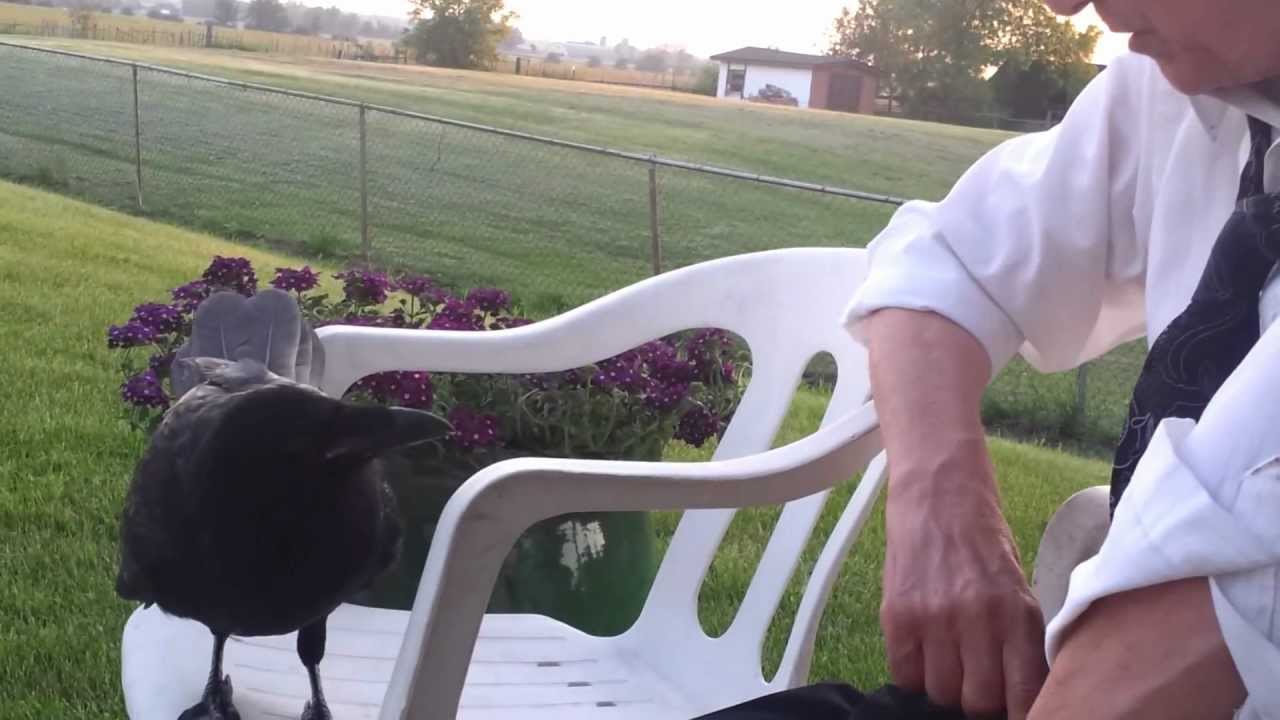 Trained wild raven! - YouTube