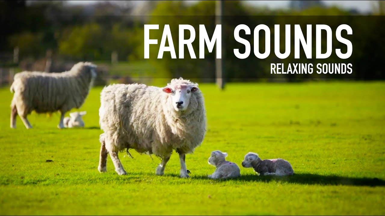 🐔🐴🐮Farm Sounds - Soothing Sounds of nature, relaxation, relaxing sounds ...