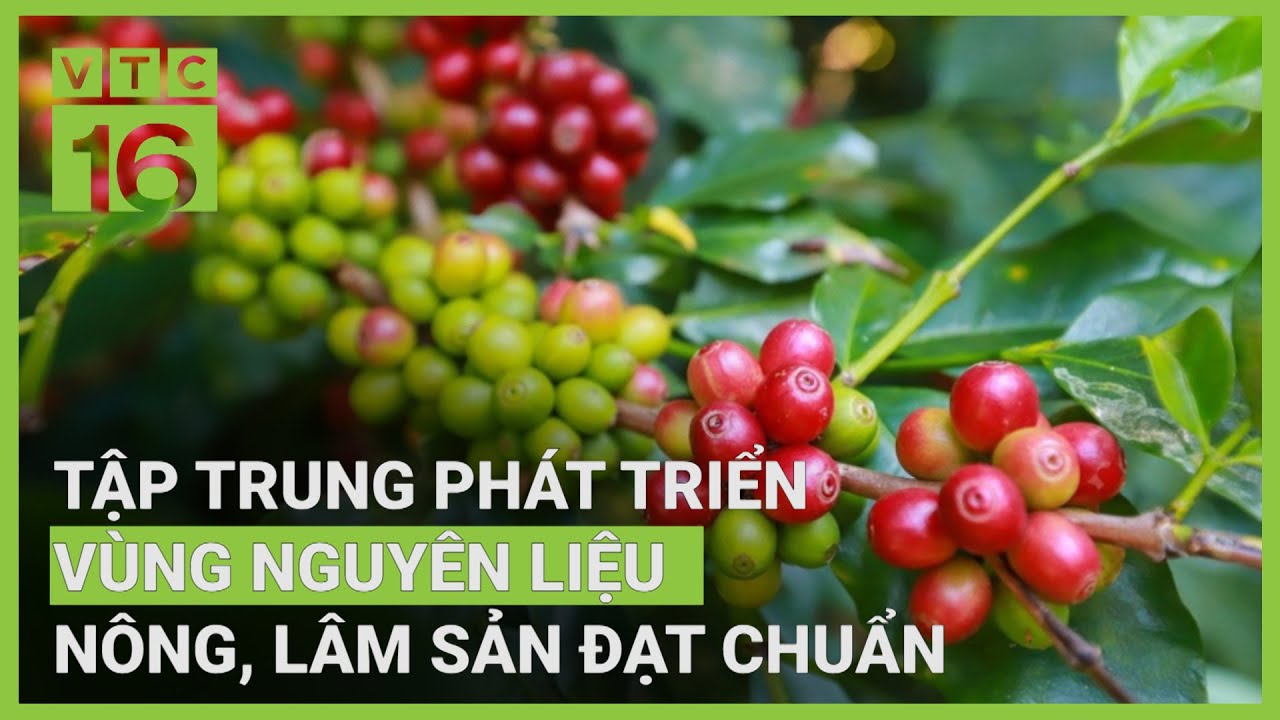 Thí điểm xây dựng 5 vùng nguyên liệu nông, lâm sản đạt chuẩn | VTC16 ...