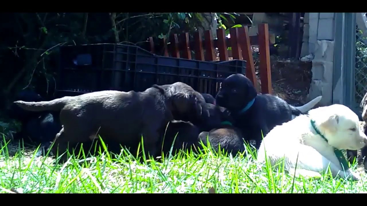 Labrador Retriever Filhote macho caramelo - YouTube