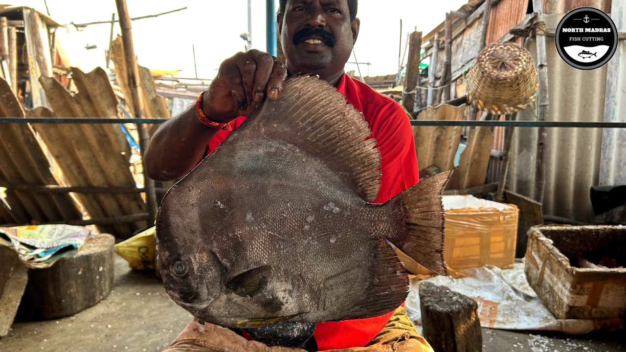 🤯SPADE FISH 🐟 KASIMEDU RED VADIVELU MASS CUTTING SKILLS VIDEO # ...