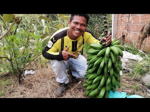 Cosechando un racimo gigante de Guineo en el patio de la casa 🏡 - YouTube