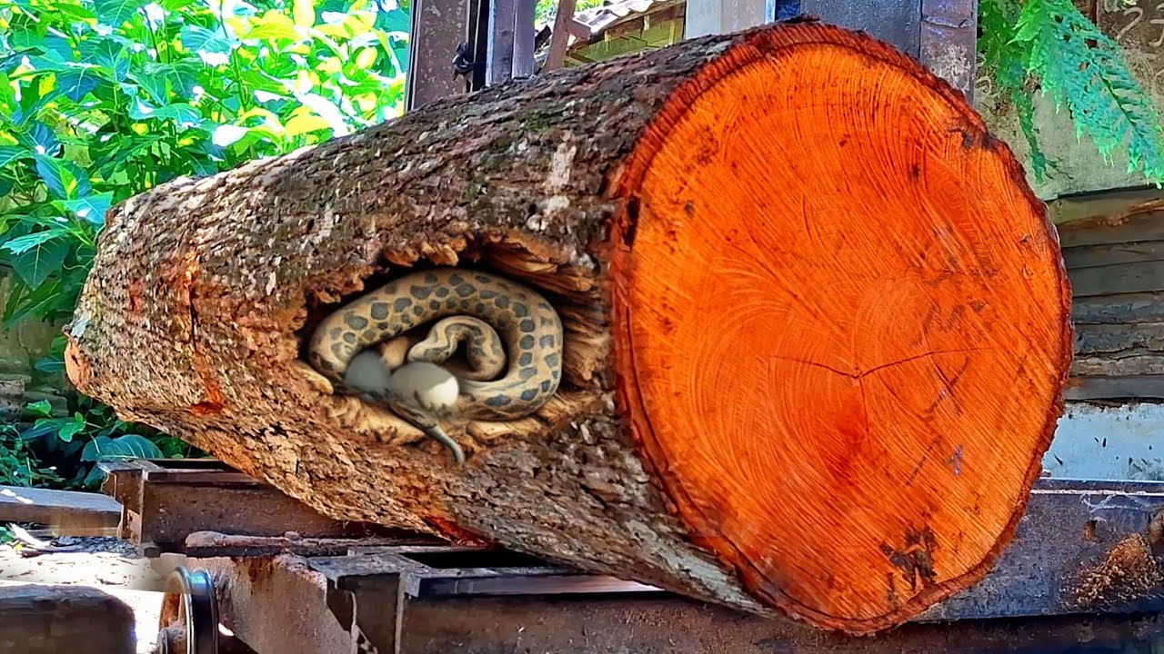 The mystery of the red tree trunk at the wood processing plant - YouTube