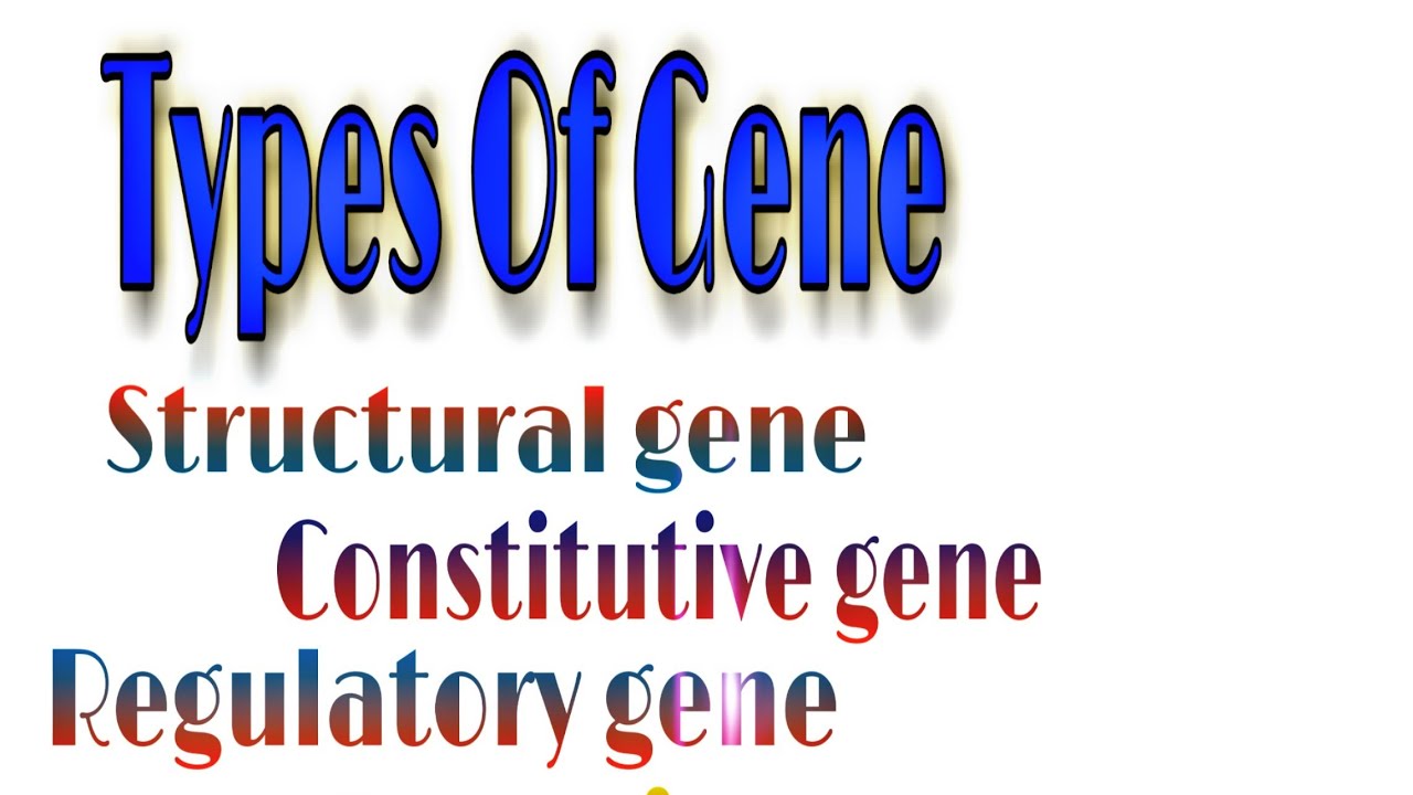 Types of Gene- Structural, Constitutive, Regulatory, Jumping ...
