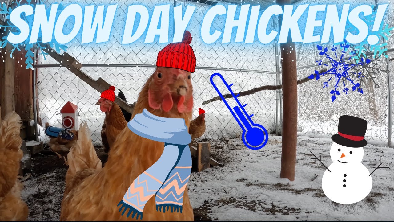 Bright Winter Snowfall| Crowing Rooster| Snow in the Chicken Run| Snow ...