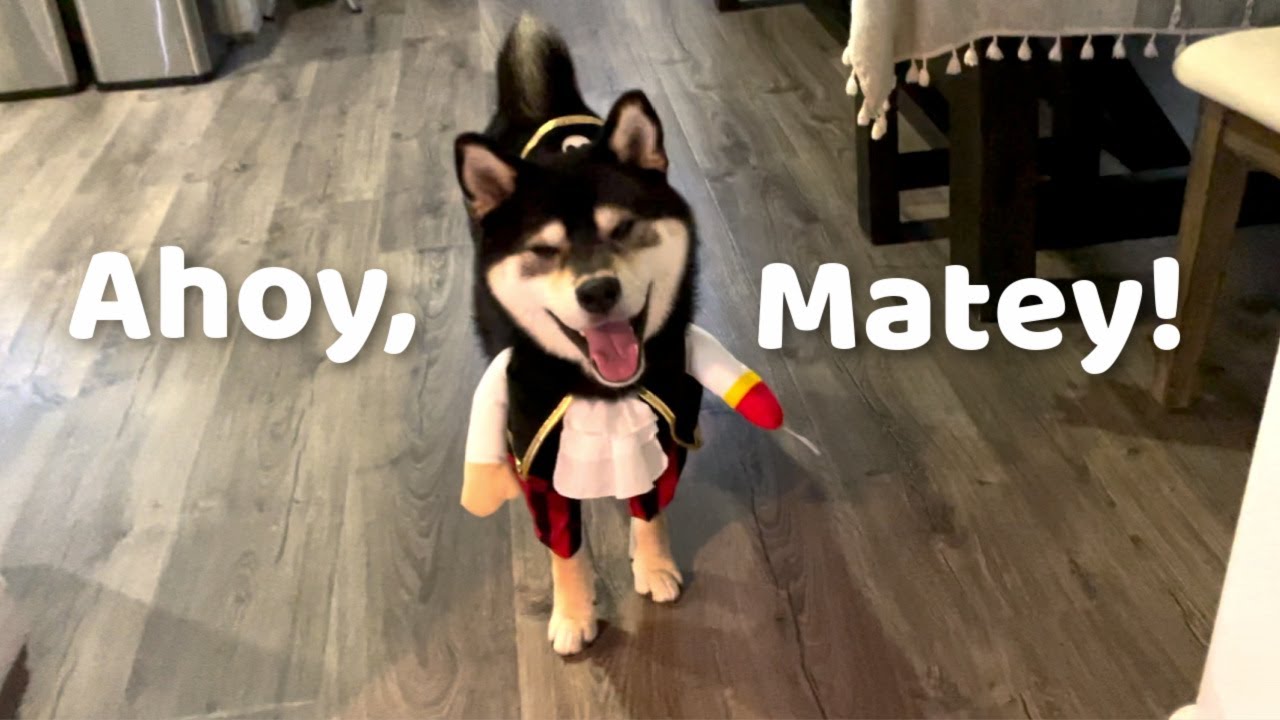 Pirate Doge | Spooky Szn | Tiny Rick The Shibe - YouTube