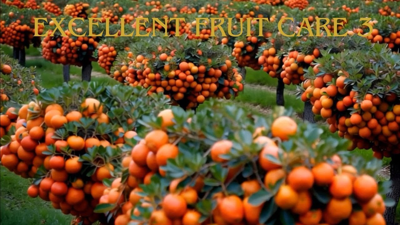 Excellent fruit care 3 #excellent #fruit - YouTube