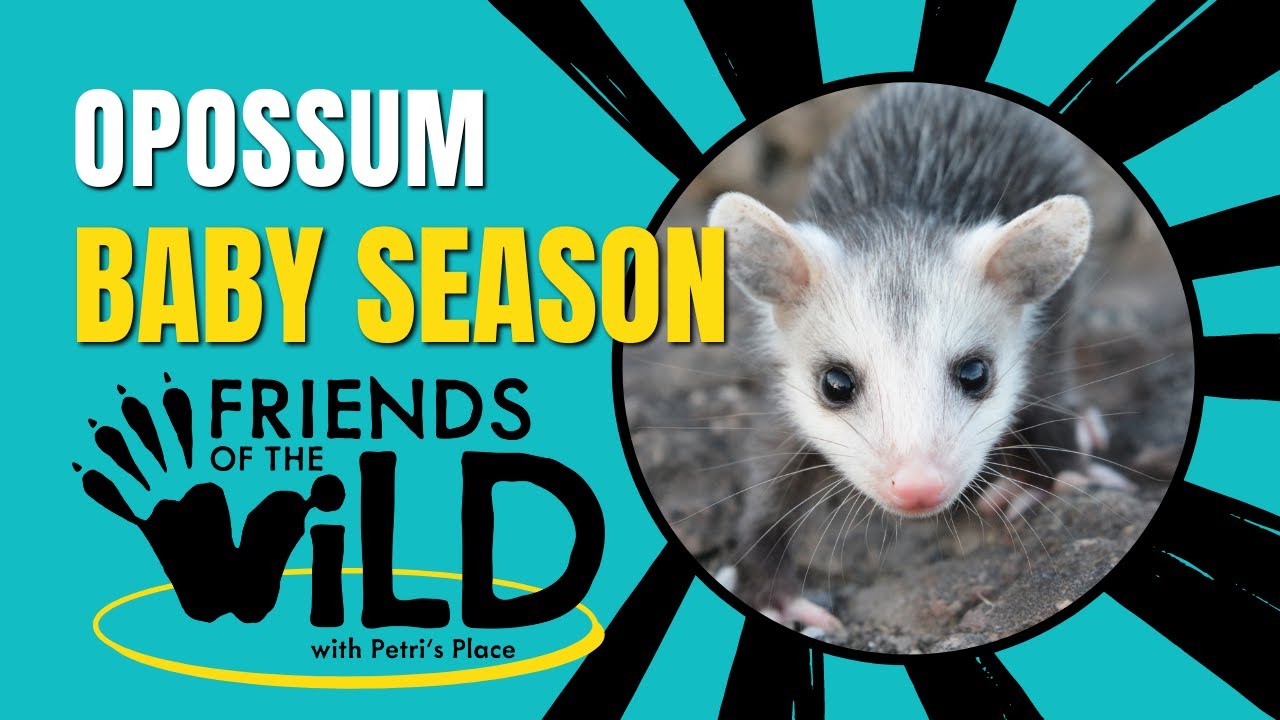 Baby Opossum Season | Friends Of The Wild | Petri's Place | Opossum ...