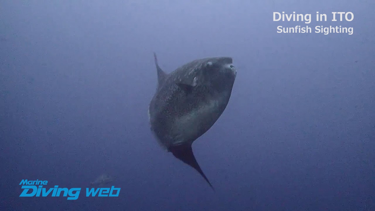 Diving in ITO Sunfish Sighting - YouTube