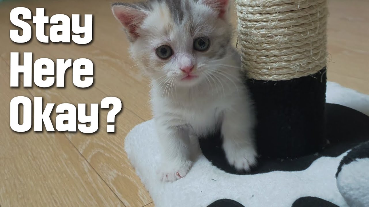 The Baby Kitten Keeps Obsessing over Me - YouTube