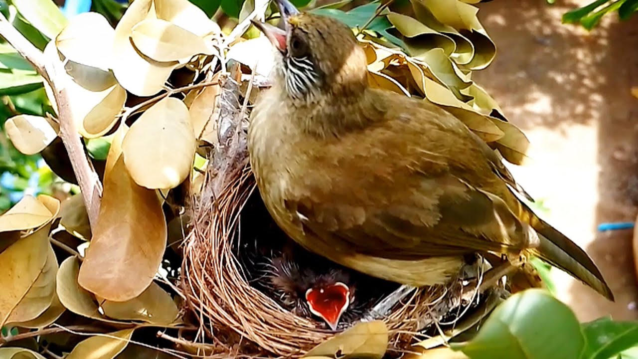 Streak eared bulbul chicks suffer from extreme heat from the sun, so ...