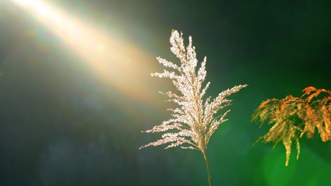 Beautiful Piano Music "Always Peaceful" Relaxing Music, Meditation ...