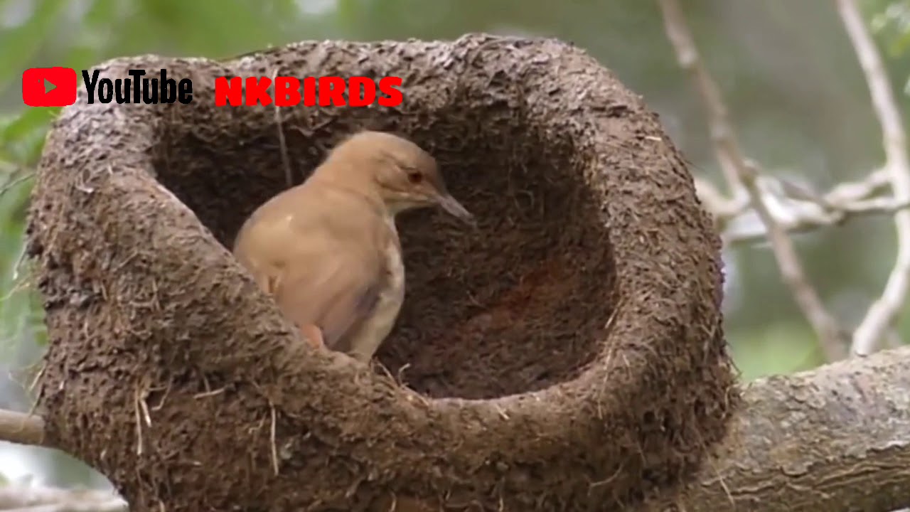 Rufous Hornero Build Nest | Engineer Bird | - YouTube