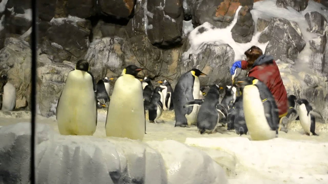 Penguin Encounter @ Sea World - YouTube