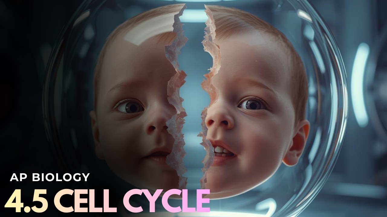 4.5 Cell Cycle AP Bio Explained — Interphase & Mitosis (Full Breakdown ...