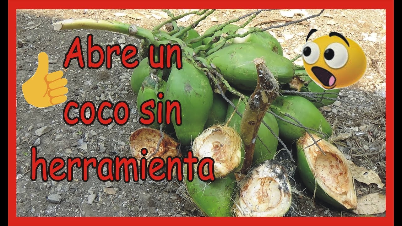 Como pelar un coco sin herramientas - YouTube