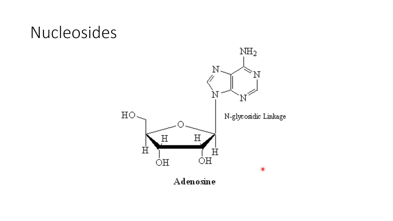 Basics of Nucleotides - YouTube