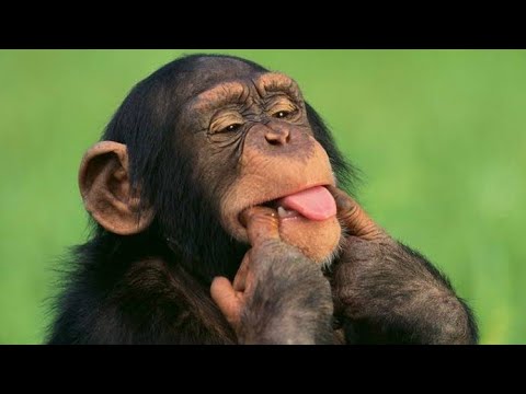 April fool status 2021| Funny April fool WhatsApp status video