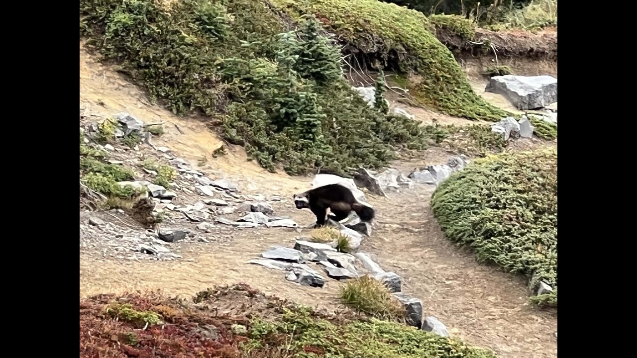 Rare Wolverine Sighting at Mount Rainier National Park - YouTube