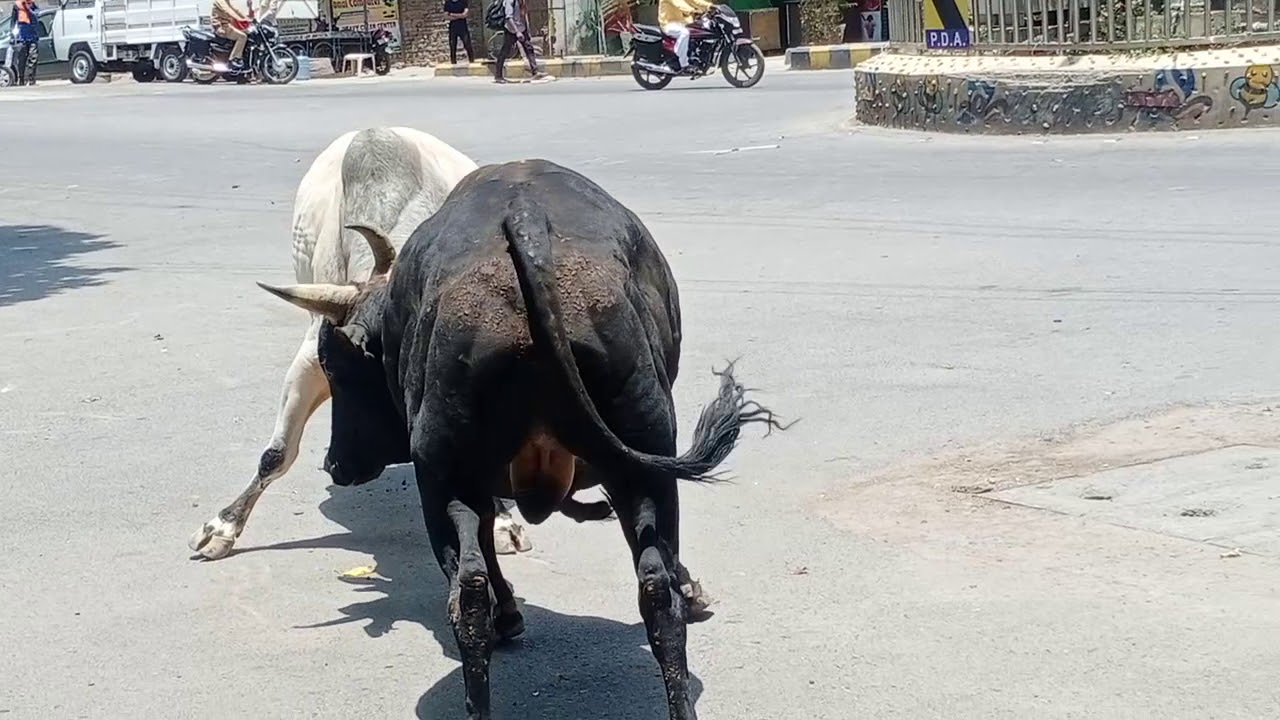 Most dangerous bulls fight ever...see the last end😲😲😳 - YouTube