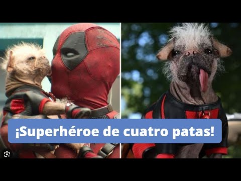 ¡Conoce a Dogpool! La Perrita Estrella de Deadpool 3 - YouTube