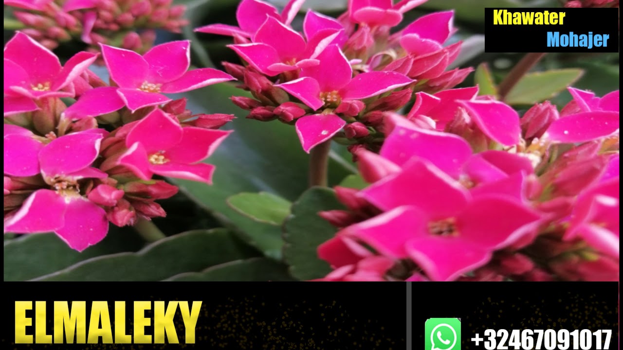 إياك 5 / Iyaak - YouTube