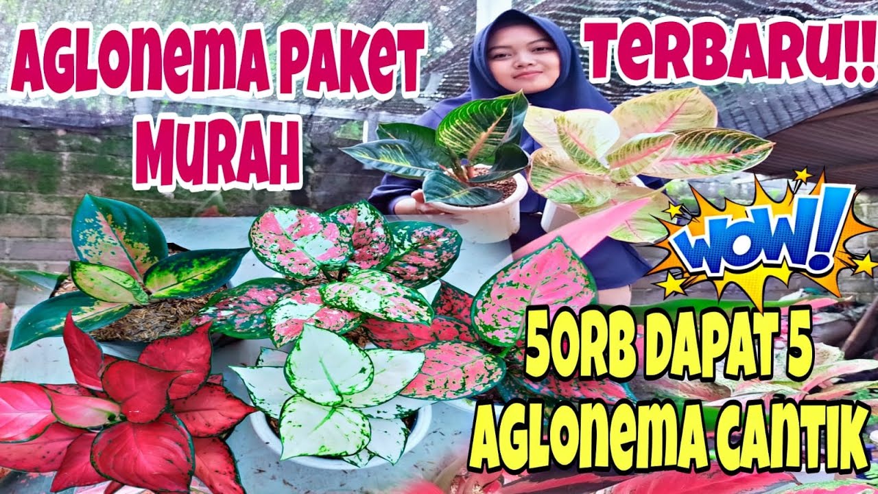 50K DAPAT 5 AGLONEMA SUPER MURAH OBRAL AGLONEMA TANIAN SENDIRI !! HARGA ...